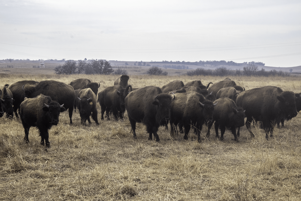 Osage Nation Ranch Selected as Conservationist of 2022: "Protecting the ...